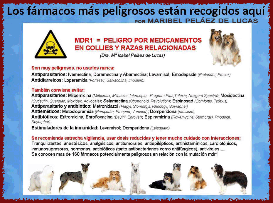 Gardelcan Border Collie y Shetland Sheepdog Shelties