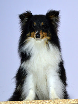 Gardelcan Border Collie y Shetland Sheepdog Shelties