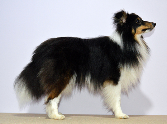 Gardelcan Border Collie y Shetland Sheepdog Shelties